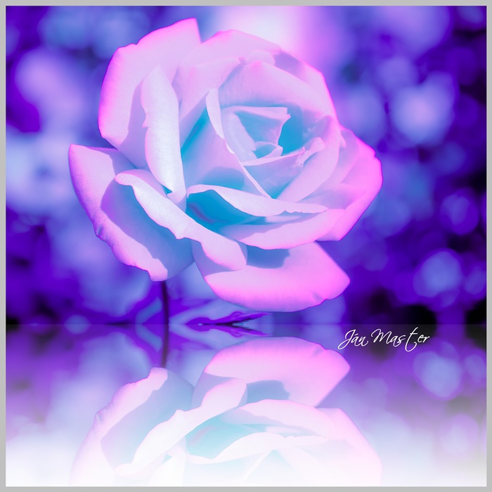 01.Alchemy Rose