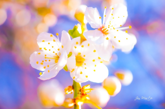 01. The Way of Light - Light is the Way :: DoreánMaster - Život z Harmonie