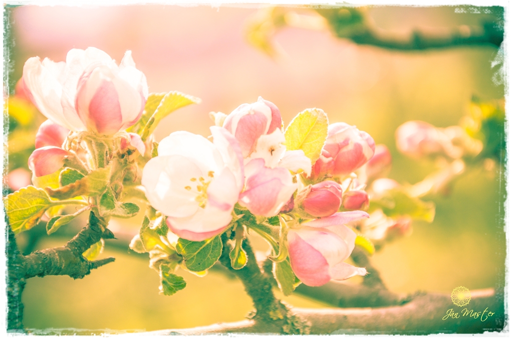 THE IMPERSONAL WORK -JOSEPH SIEBER BENNER - E-BOOK :: DoreánMaster ...